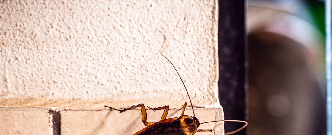 November 2022 Blogs | Hoffer Pest Solutions